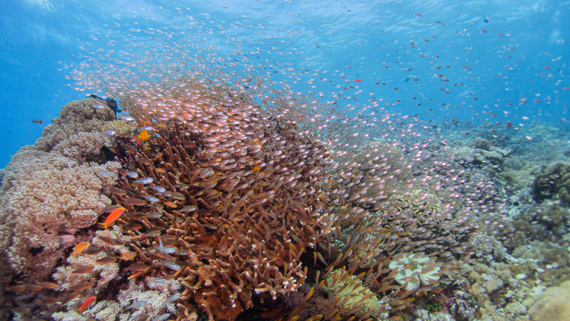 A Celebration for World Reef Awareness Day - Jakare