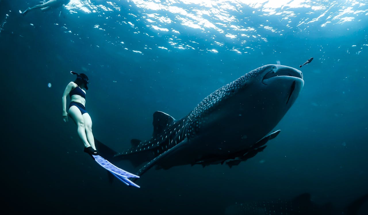 Indonesia: A Treasure of Biodiversity at Risk - Jakare